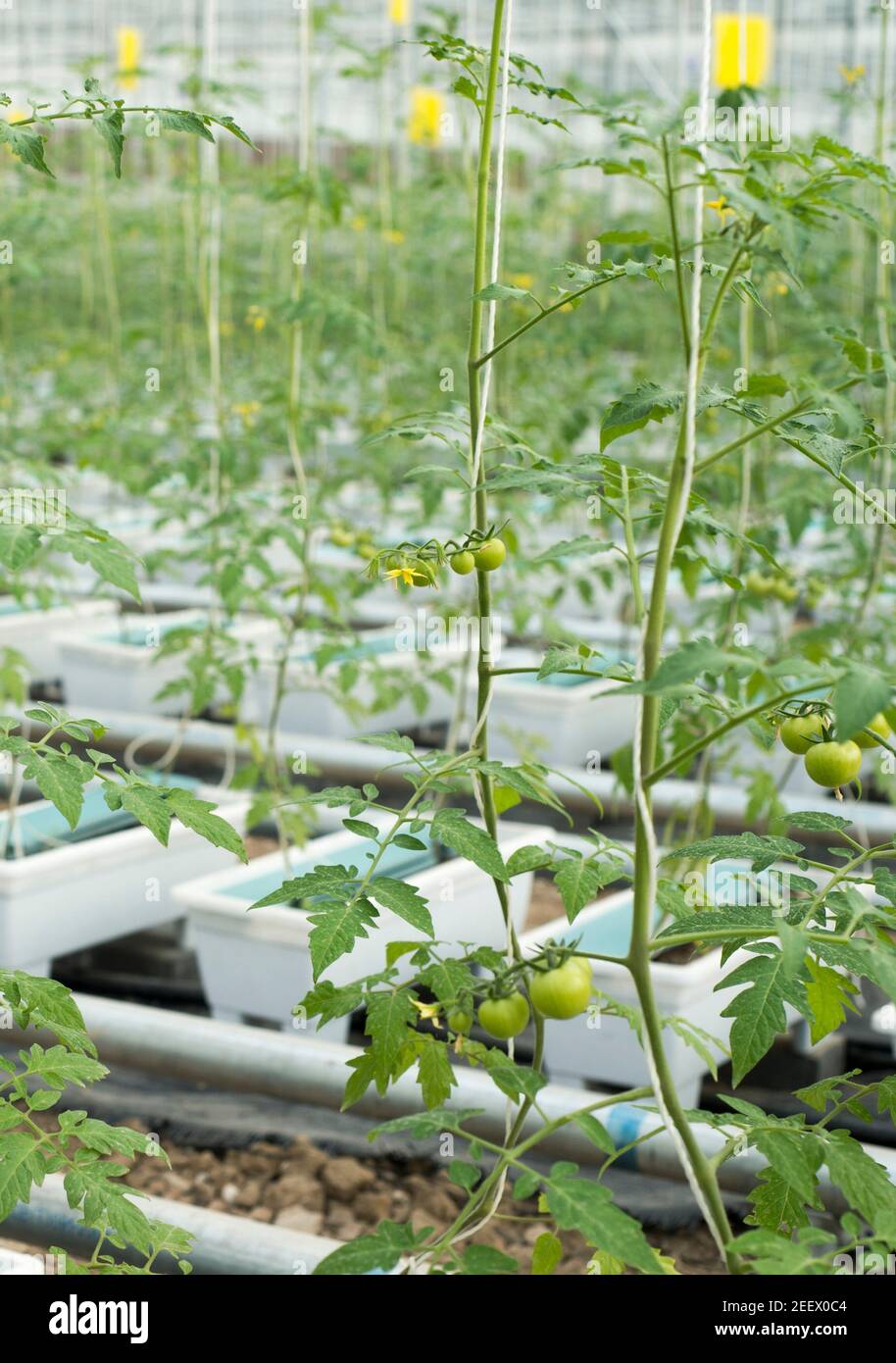 Endless rows of tightly arranged monoculture cherry tomato plants are ...