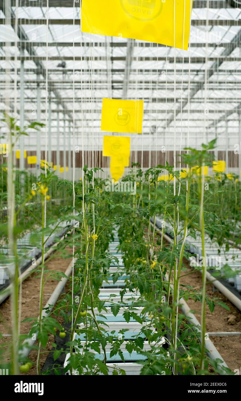 Large scale monoculture hi-res stock photography and images - Alamy