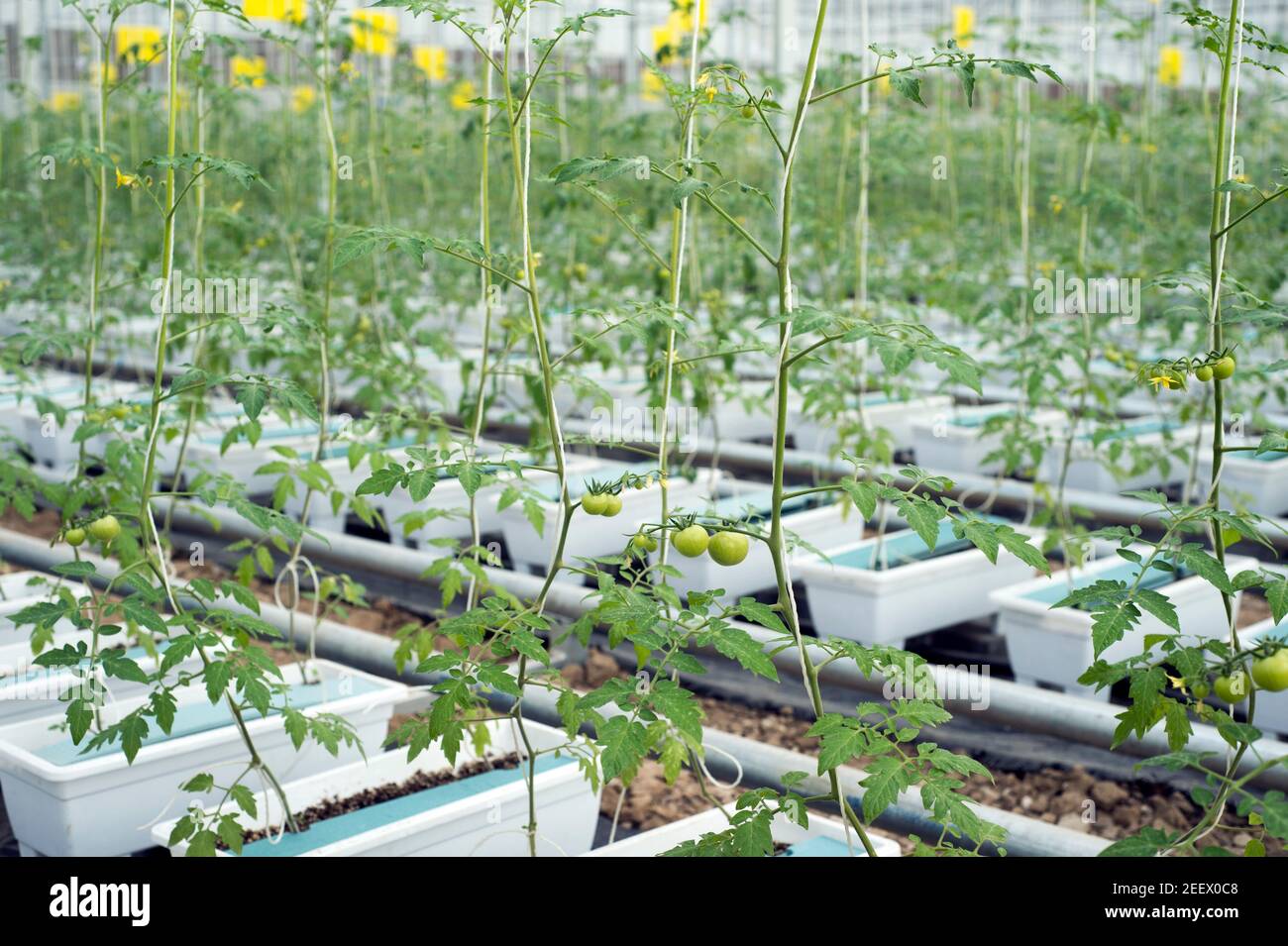 Large scale monoculture hi-res stock photography and images - Alamy