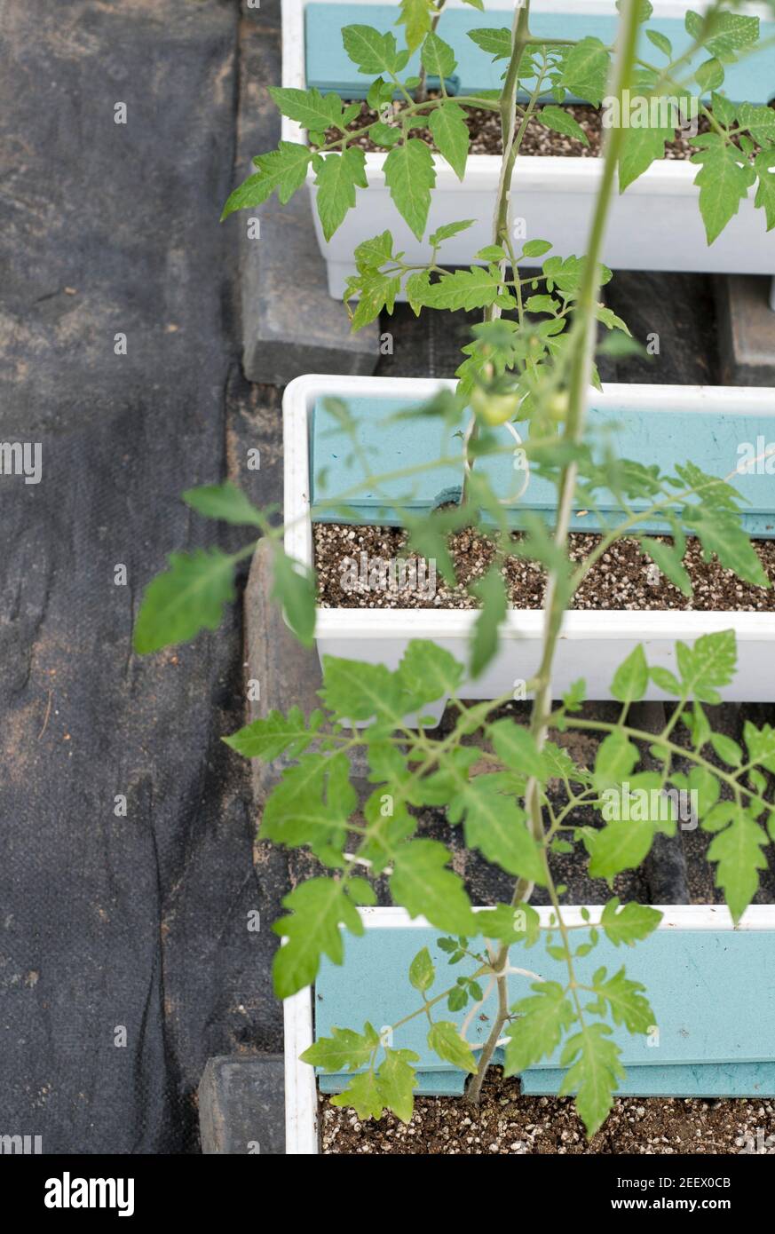 Endless rows of tightly arranged monoculture cherry tomato plants are ...