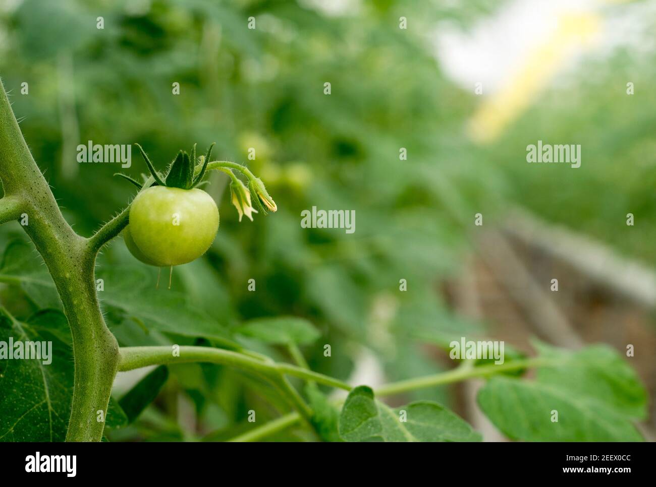 Endless rows of tightly arranged monoculture cherry tomato plants are ...