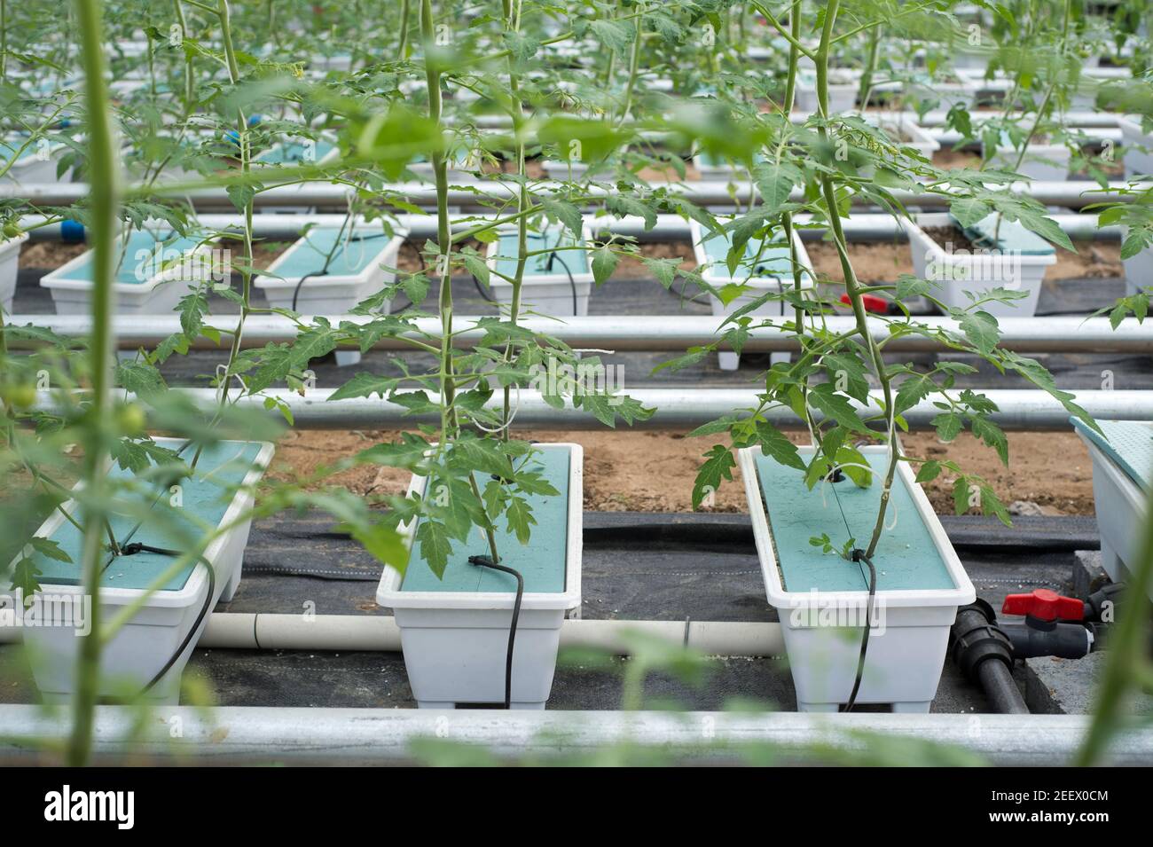 Endless rows of tightly arranged monoculture cherry tomato plants are ...