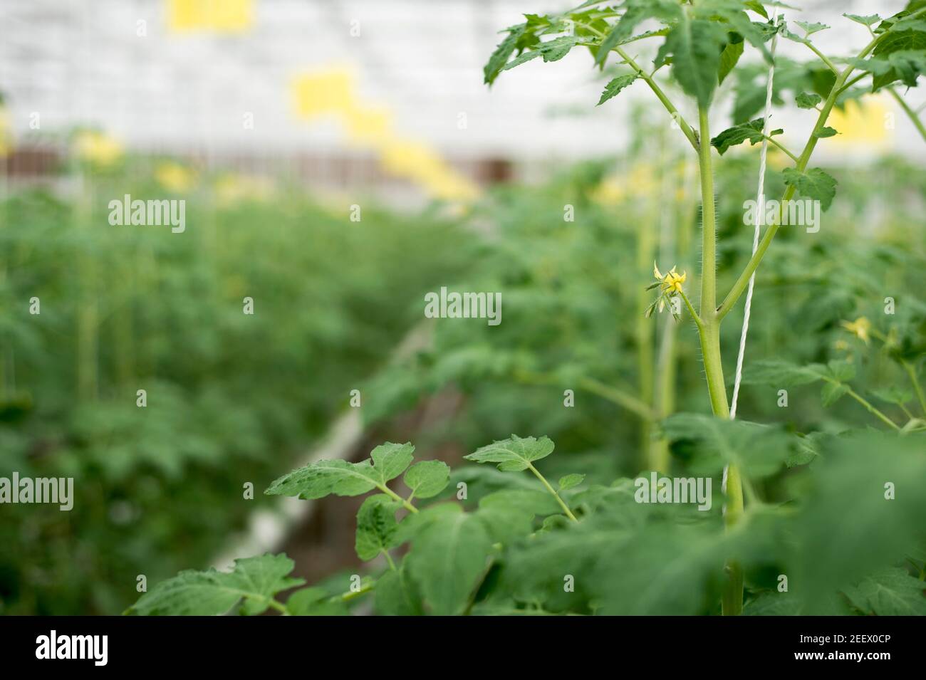 Endless rows of tightly arranged monoculture cherry tomato plants are ...