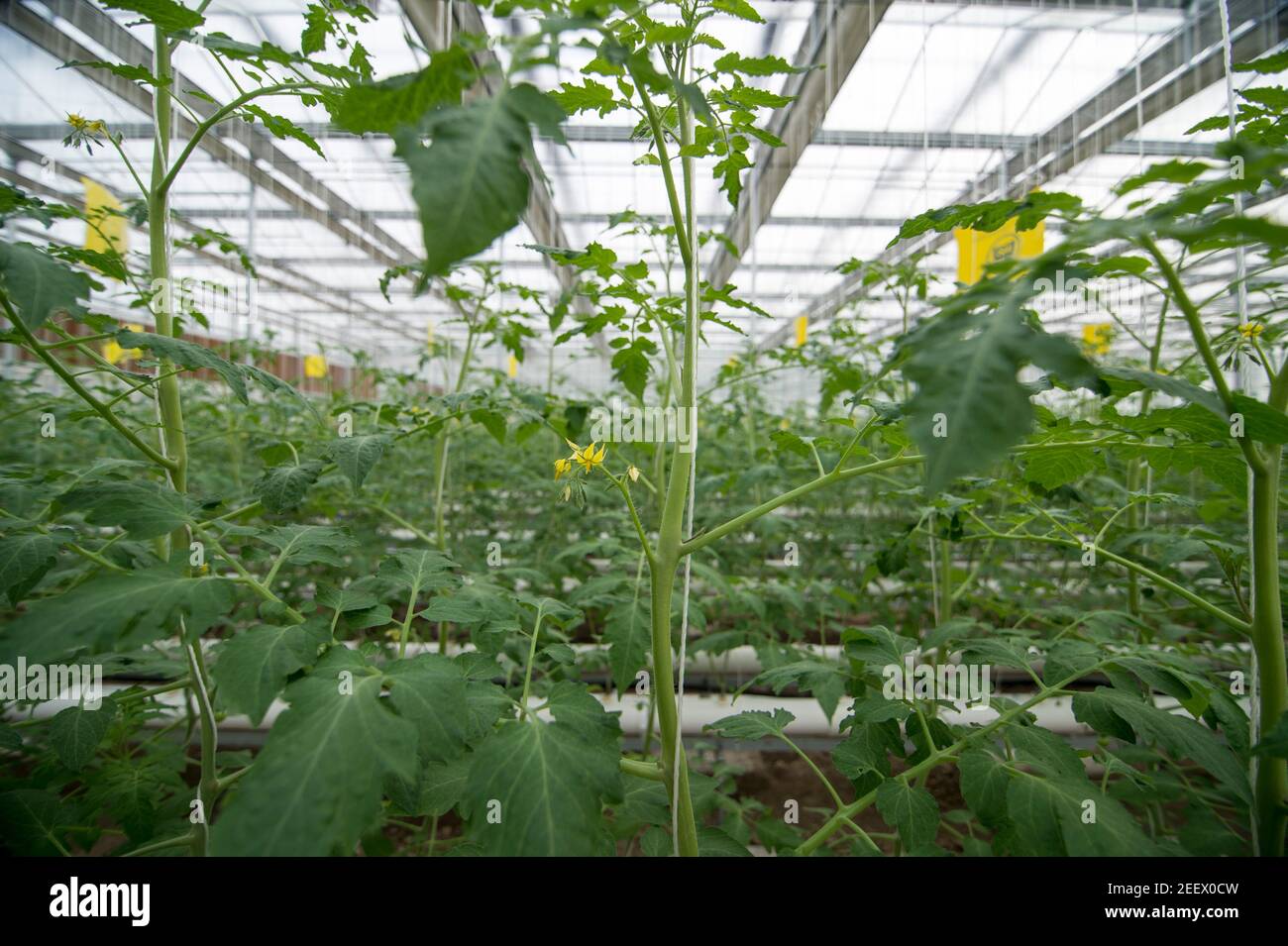 Endless rows of tightly arranged monoculture cherry tomato plants are ...