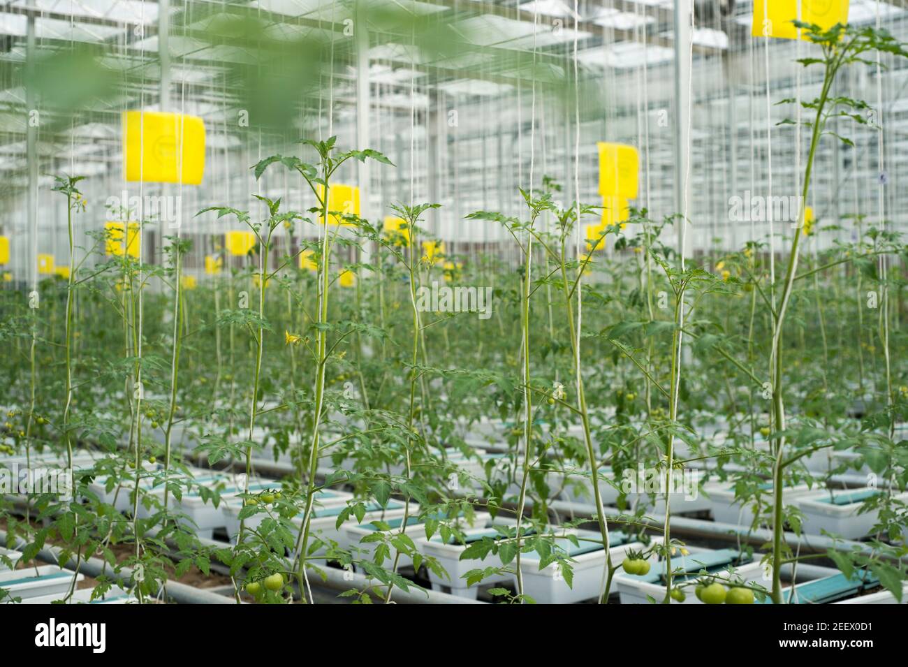 Endless rows of tightly arranged monoculture cherry tomato plants are ...