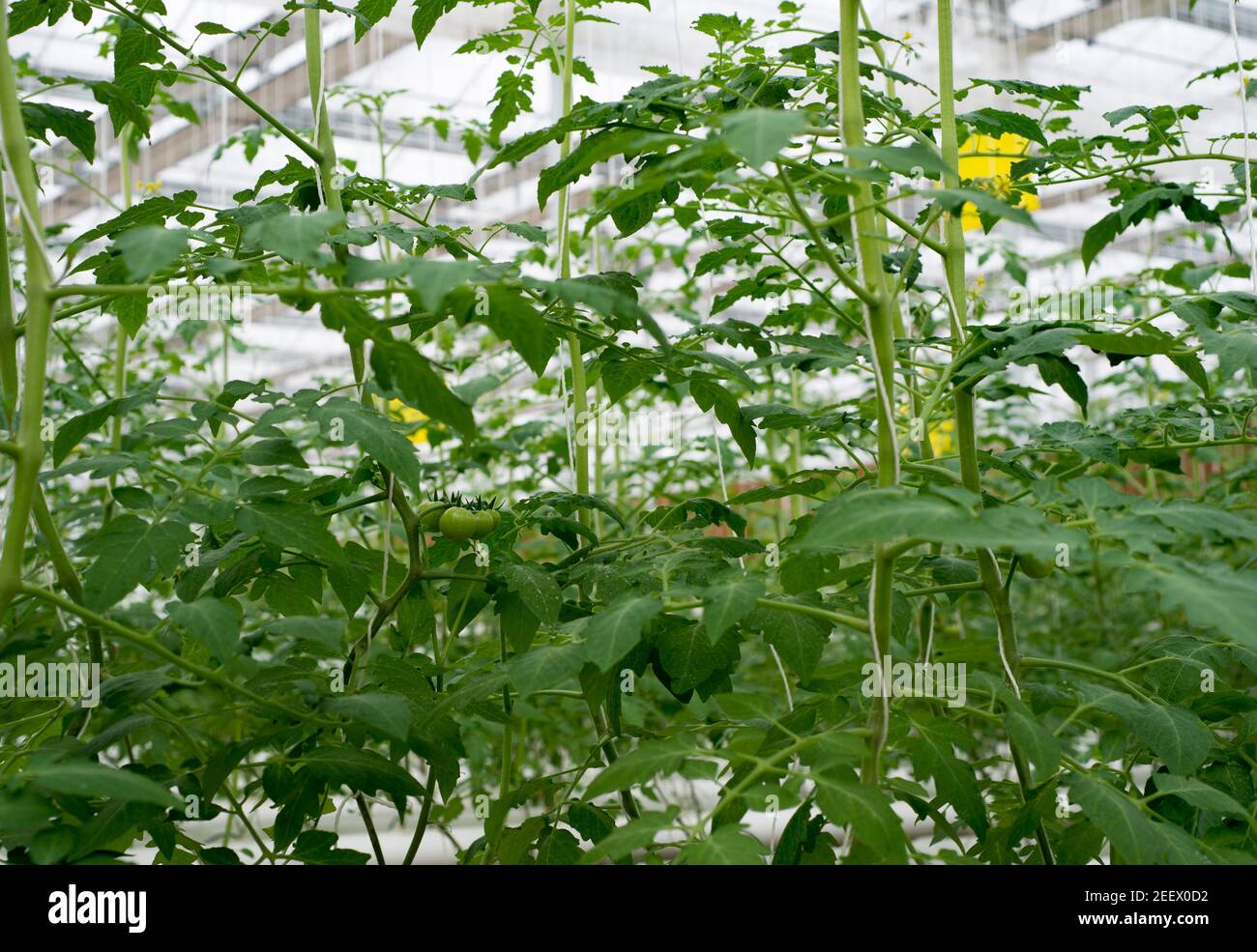 Endless rows of tightly arranged monoculture cherry tomato plants are ...