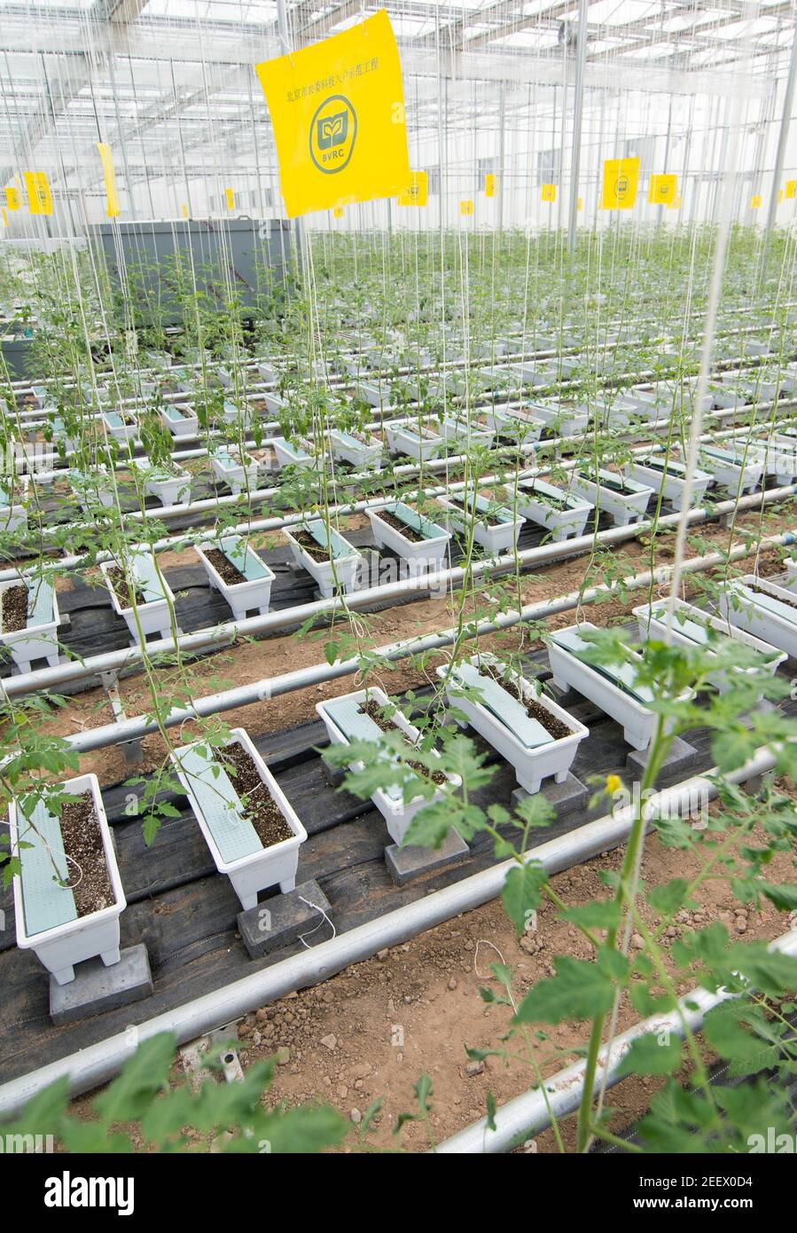 Endless rows of tightly arranged monoculture cherry tomato plants are ...