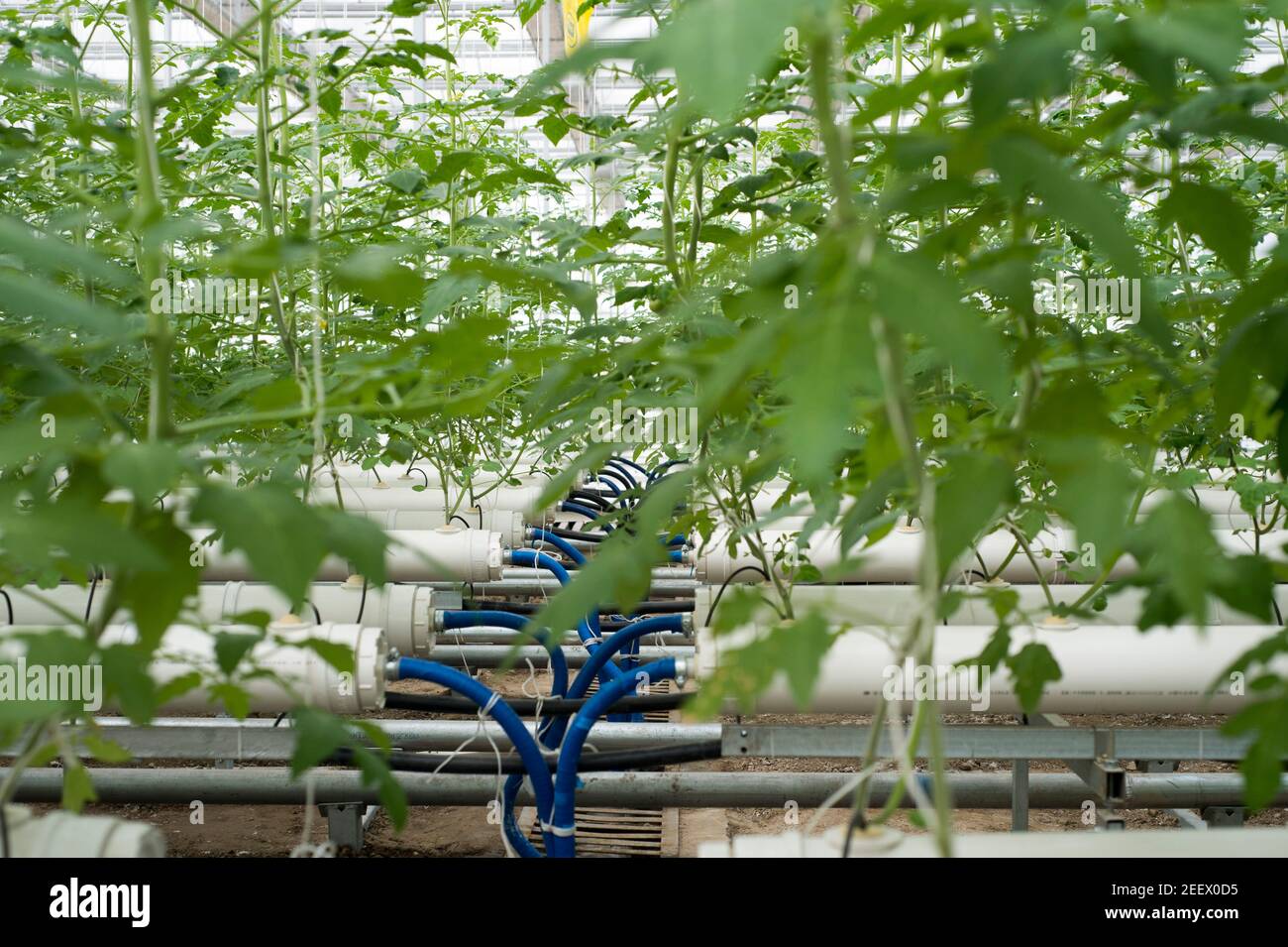 Endless rows of tightly arranged monoculture cherry tomato plants are ...