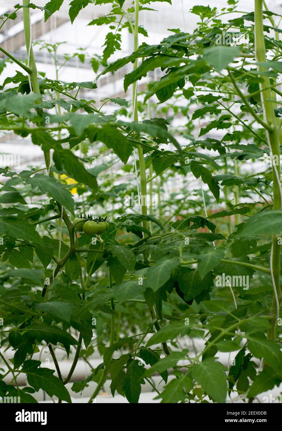 Endless rows of tightly arranged monoculture cherry tomato plants are ...