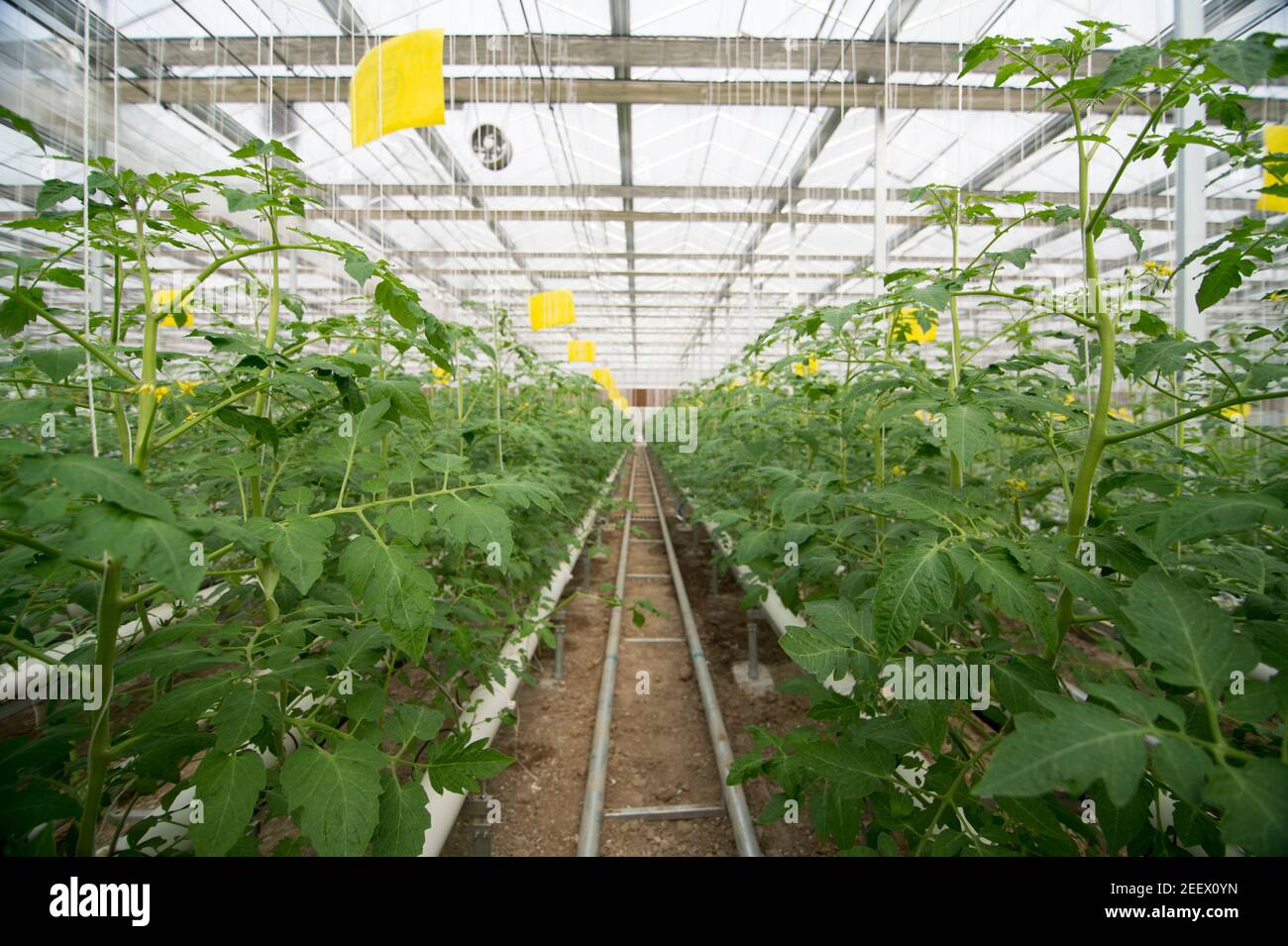 Endless rows of tightly arranged monoculture cherry tomato plants are ...