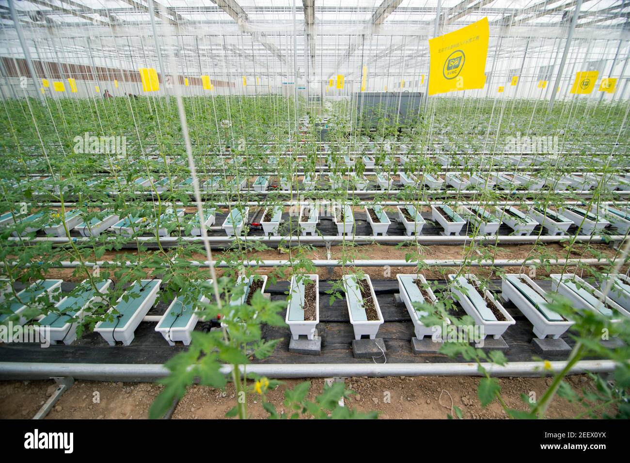 Endless rows of tightly arranged monoculture cherry tomato plants are ...