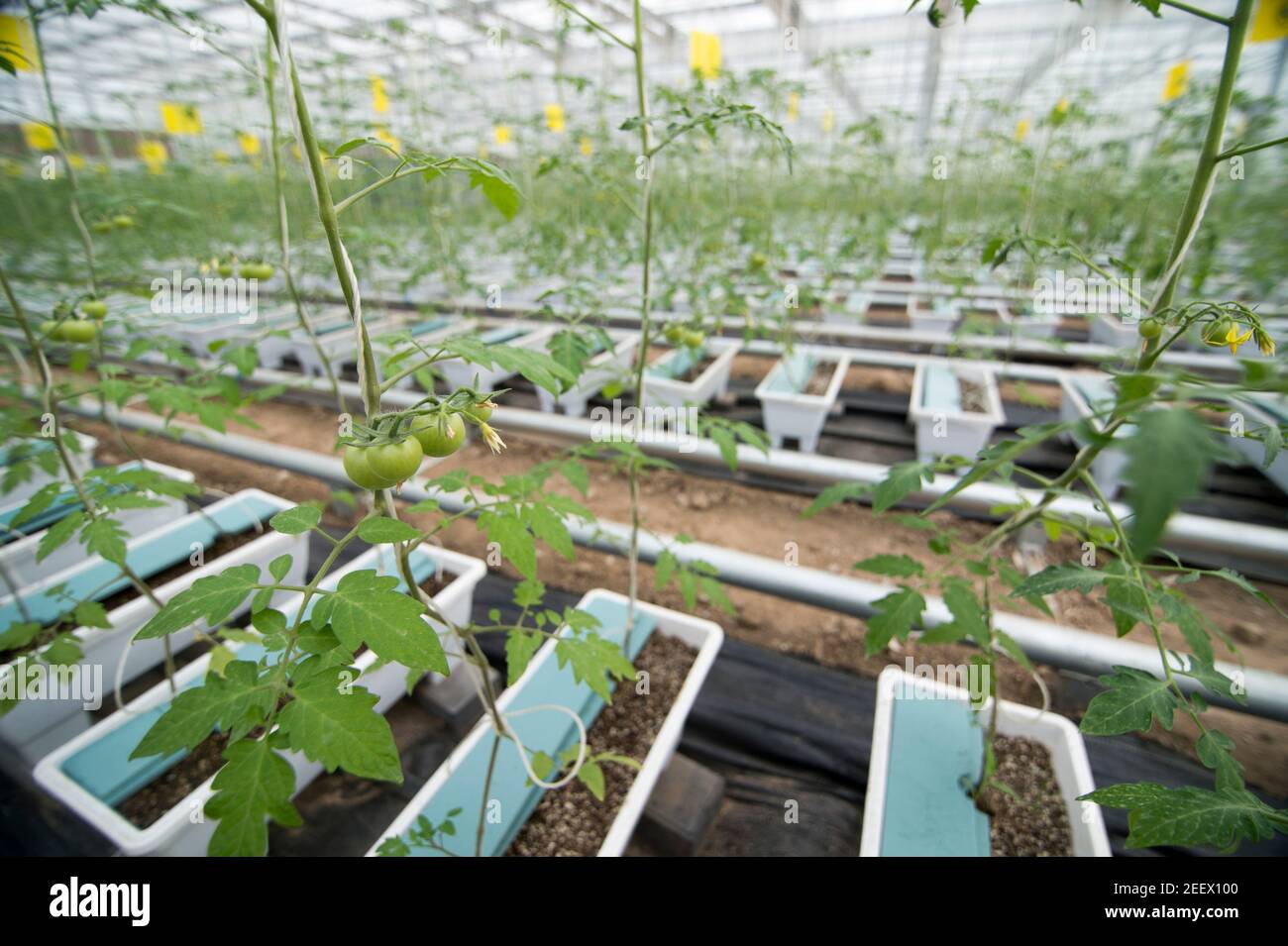Endless rows of tightly arranged monoculture cherry tomato plants are ...