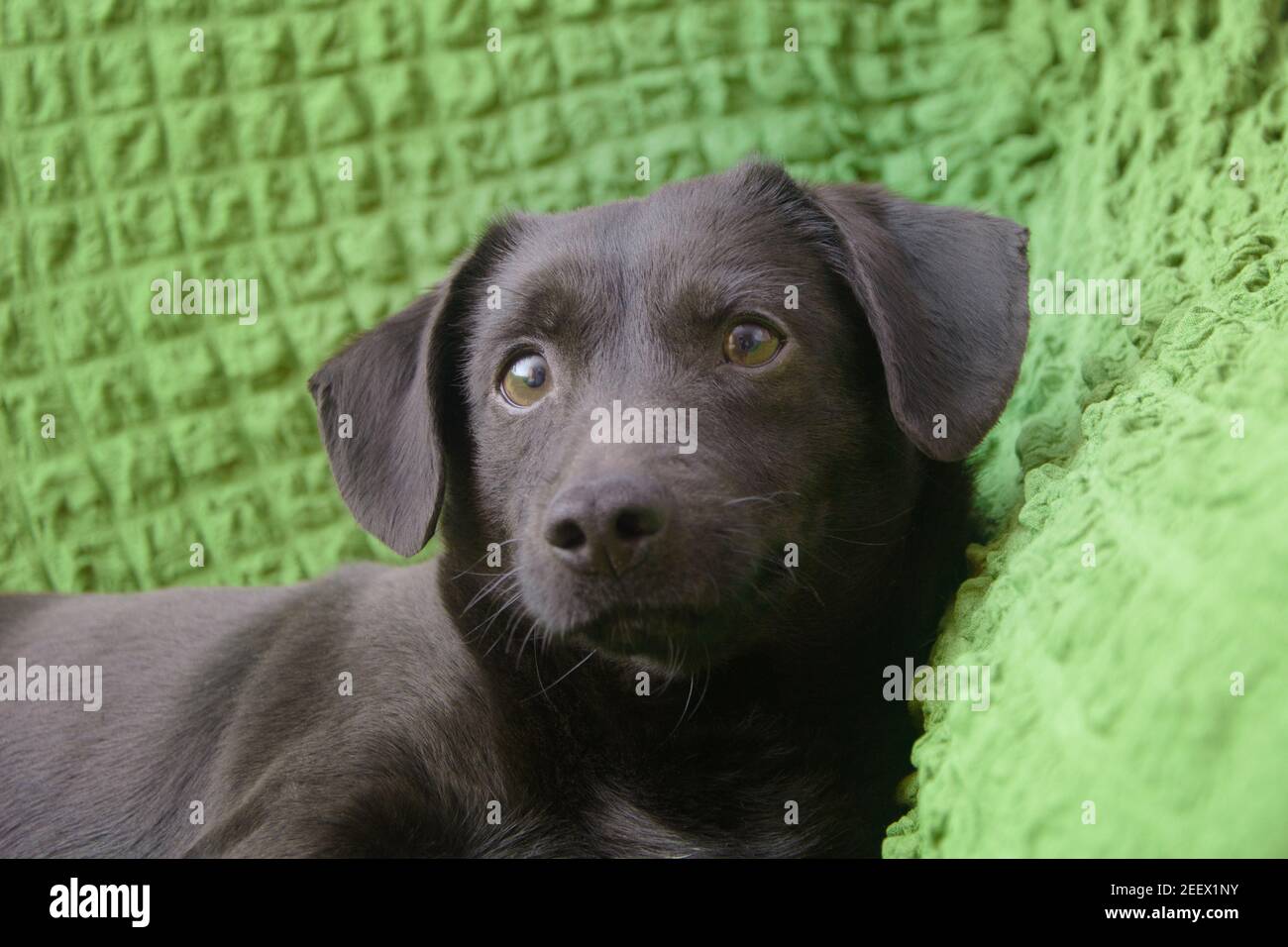Portret of small black dog. Puppy looks into camera with smart eyes ...