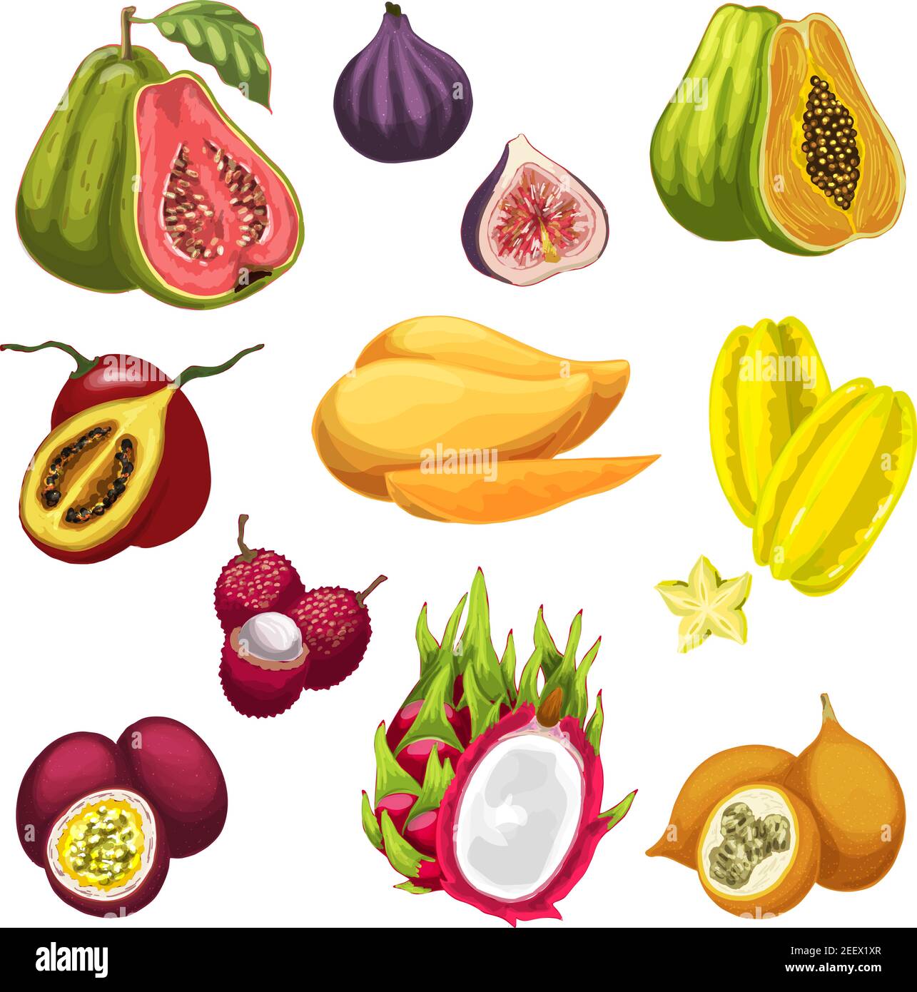 Exotic and tropical fruit vector watercolor illustration. Fresh mango ...