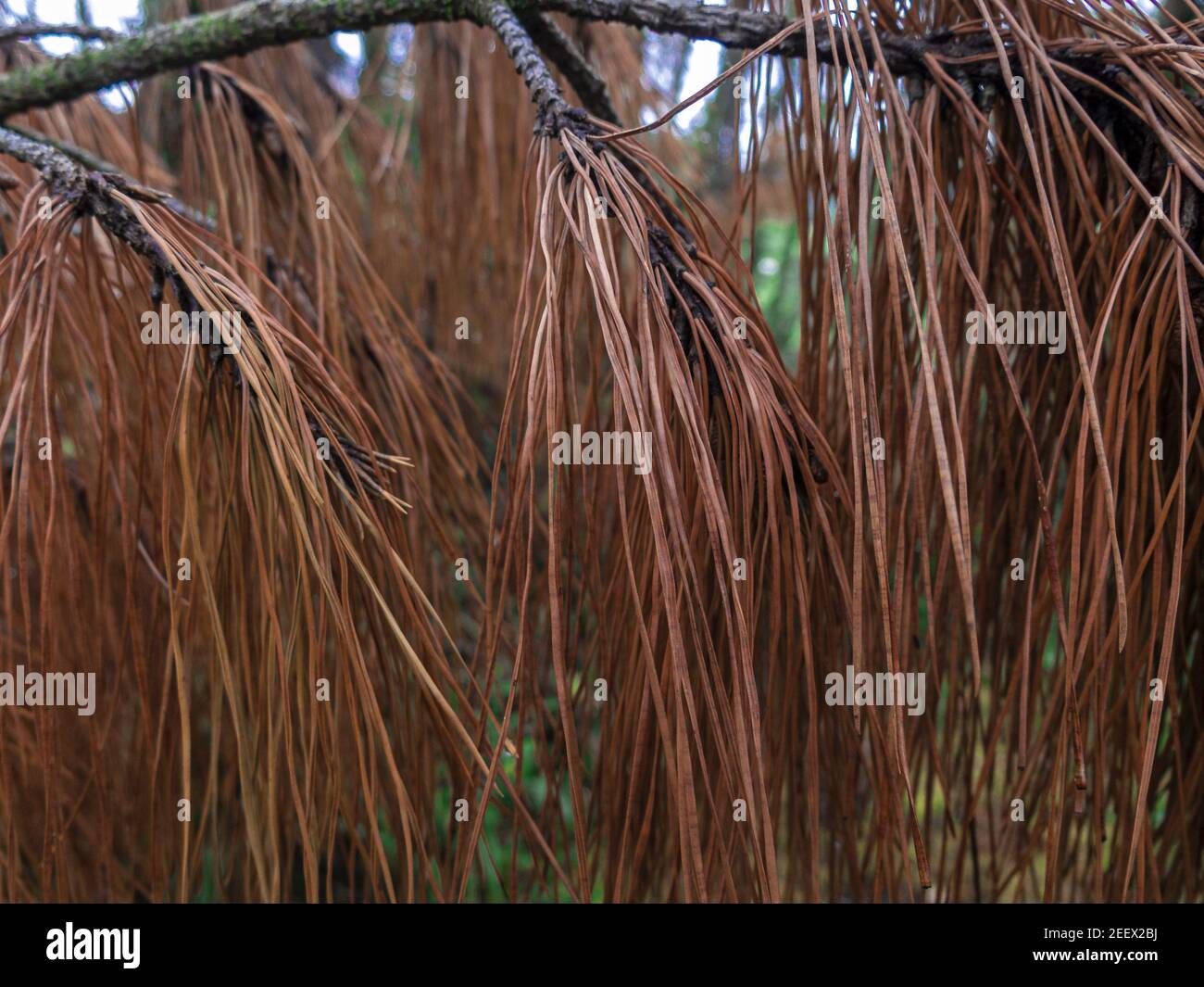 Closeup shot of brown branches of an unusual plant Stock Photo - Alamy
