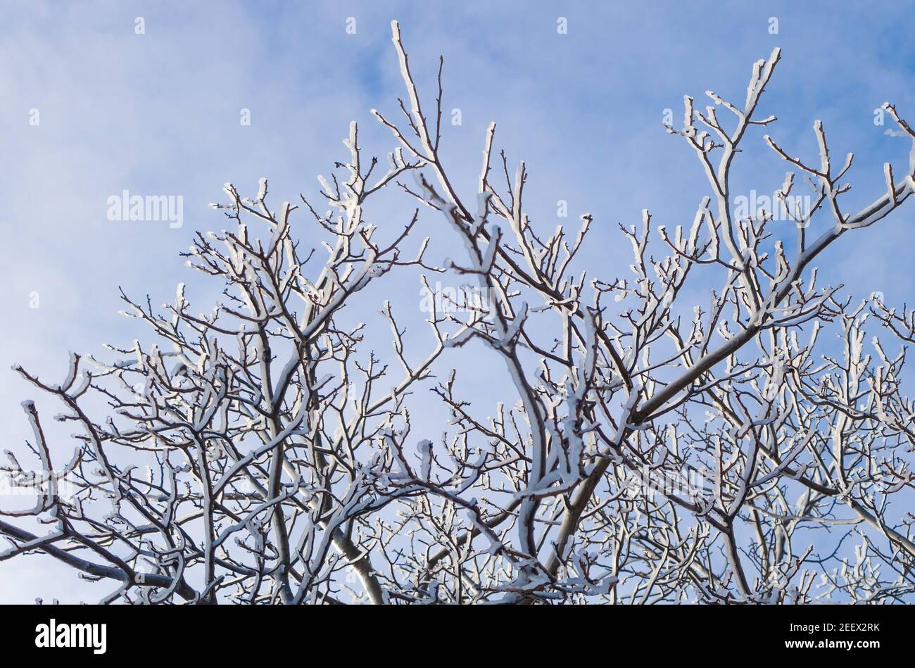 Icicles on a fruit tree with beautiful blue sky. Winter concept Stock ...