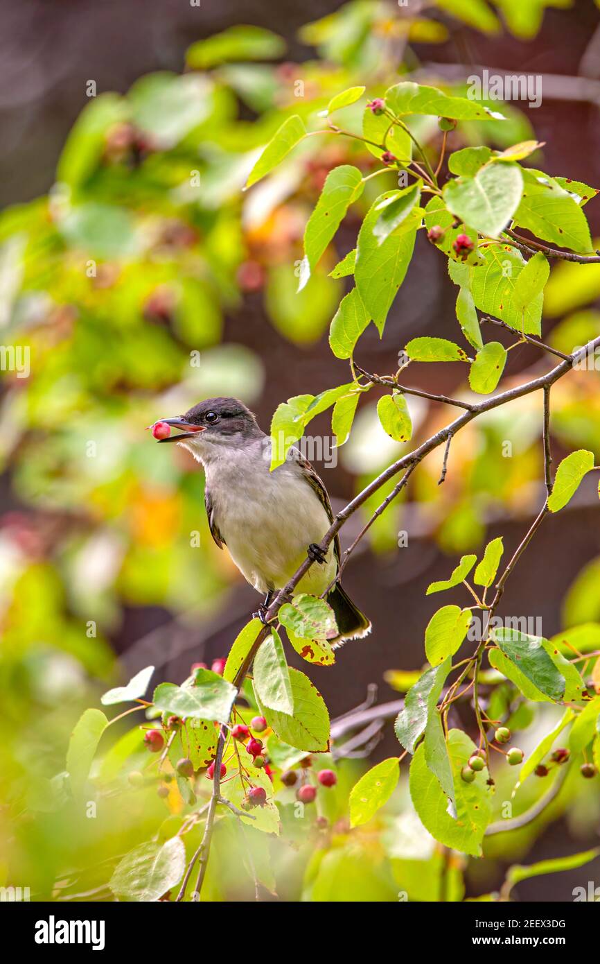 Kingbird behavior hi-res stock photography and images - Alamy