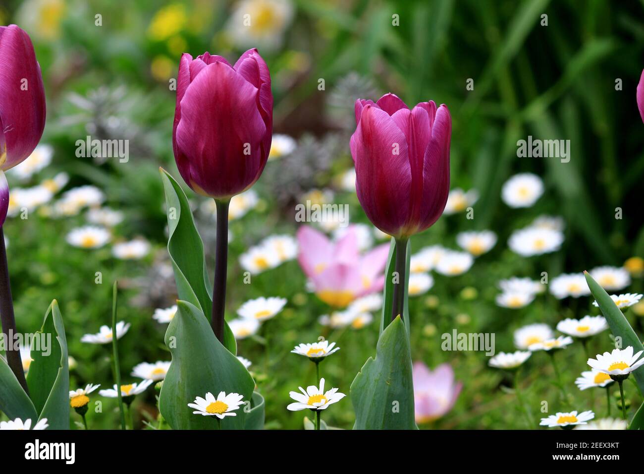 Spring flower bed hi-res stock photography and images - Alamy