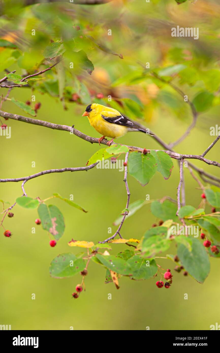 An american goldfinch hi-res stock photography and images - Alamy