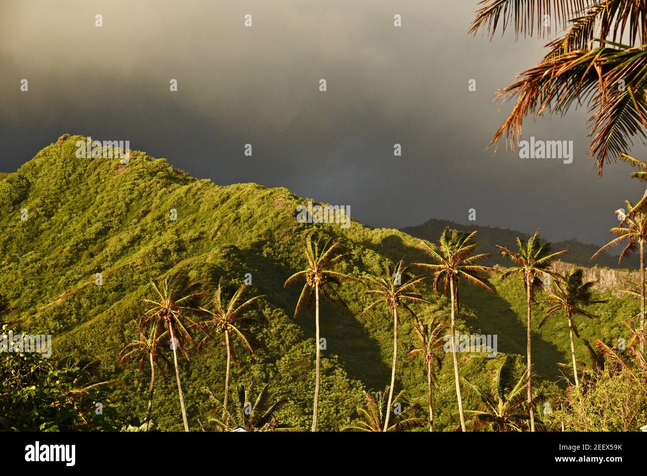 Coconut trees in a storm hi-res stock photography and images - Alamy