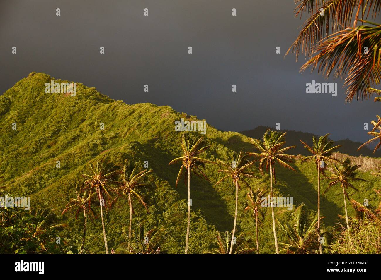 A row of coconut trees dramatically lit up at sunrise with tropical ...