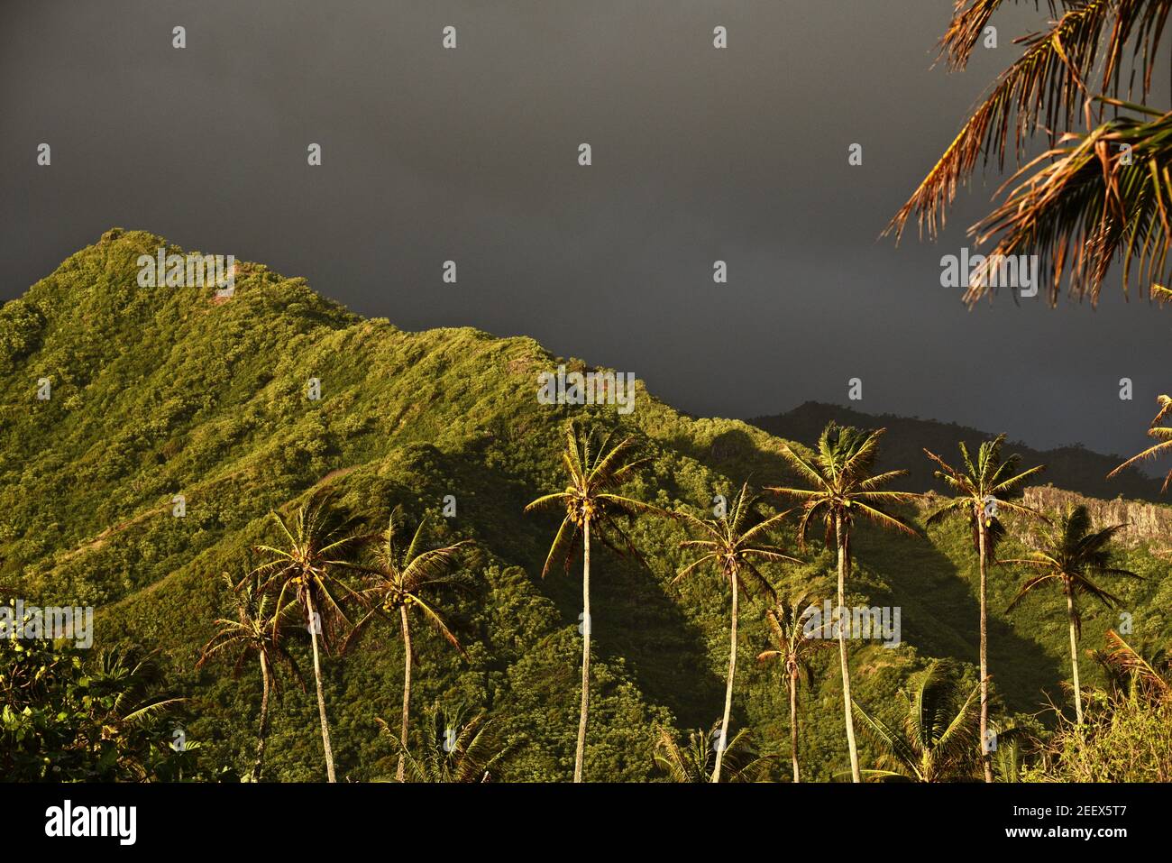 Row of coconut trees hi-res stock photography and images - Alamy
