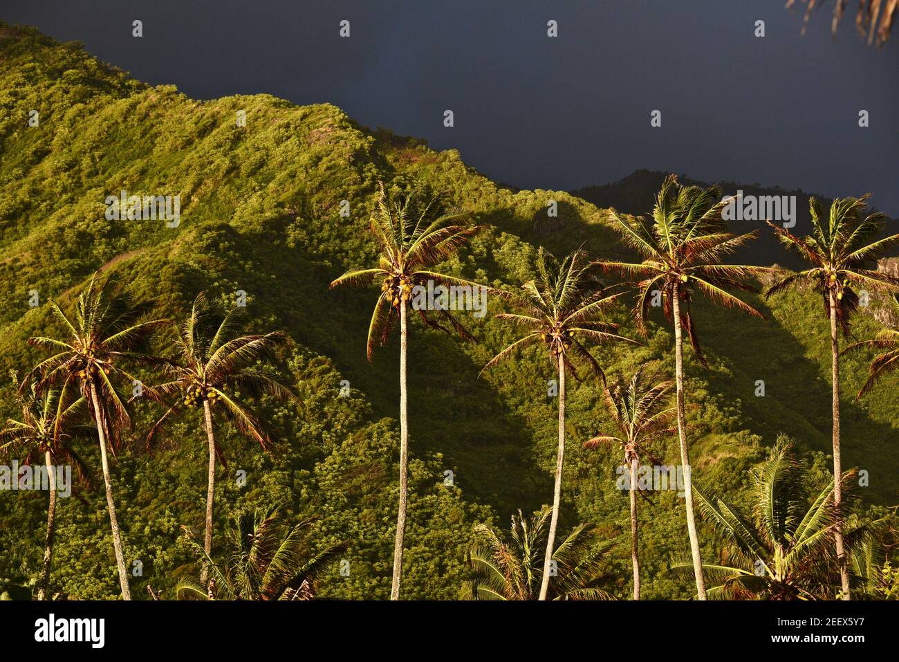 Hawaii oahu island rainforest hi-res stock photography and images - Alamy