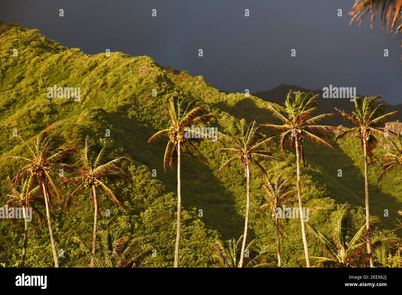 Hawaii oahu island rainforest hi-res stock photography and images - Alamy