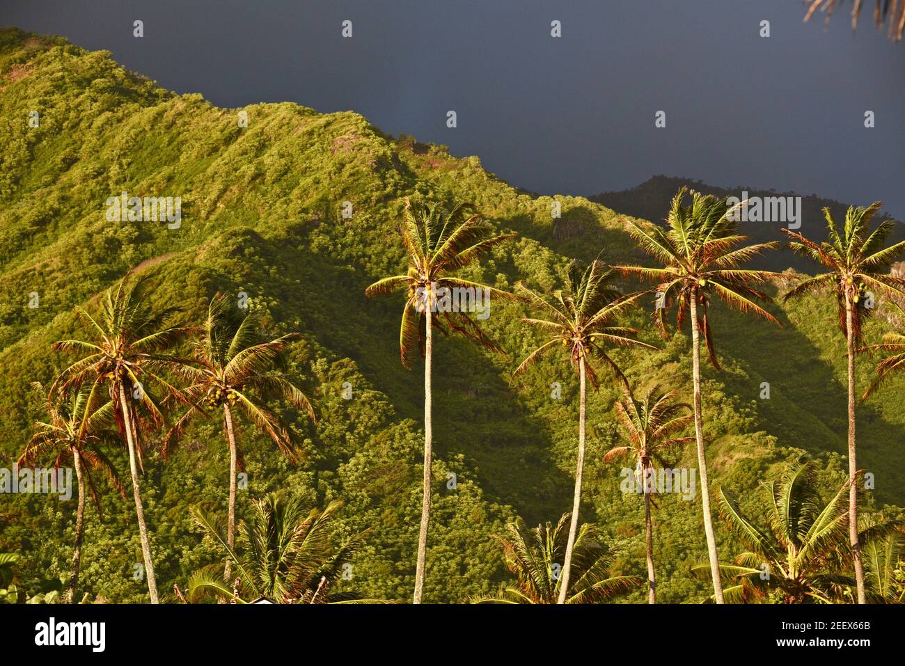 A row of coconut trees dramatically lit up at sunrise with tropical ...