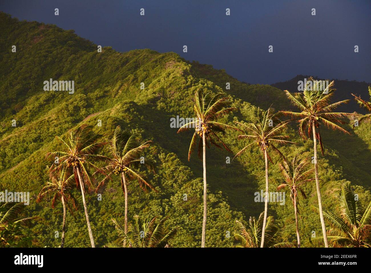 A row of coconut trees dramatically lit up at sunrise with tropical ...