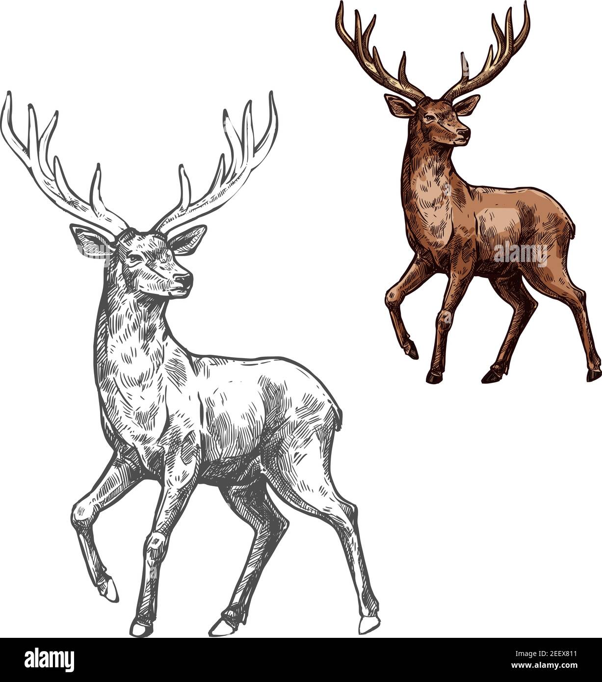 Caribou Animal Drawing