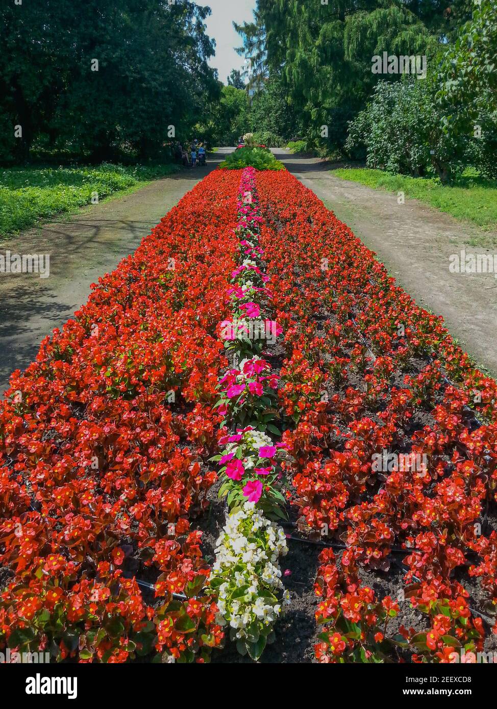 Park pathway and colorful flower path between Stock Photo - Alamy