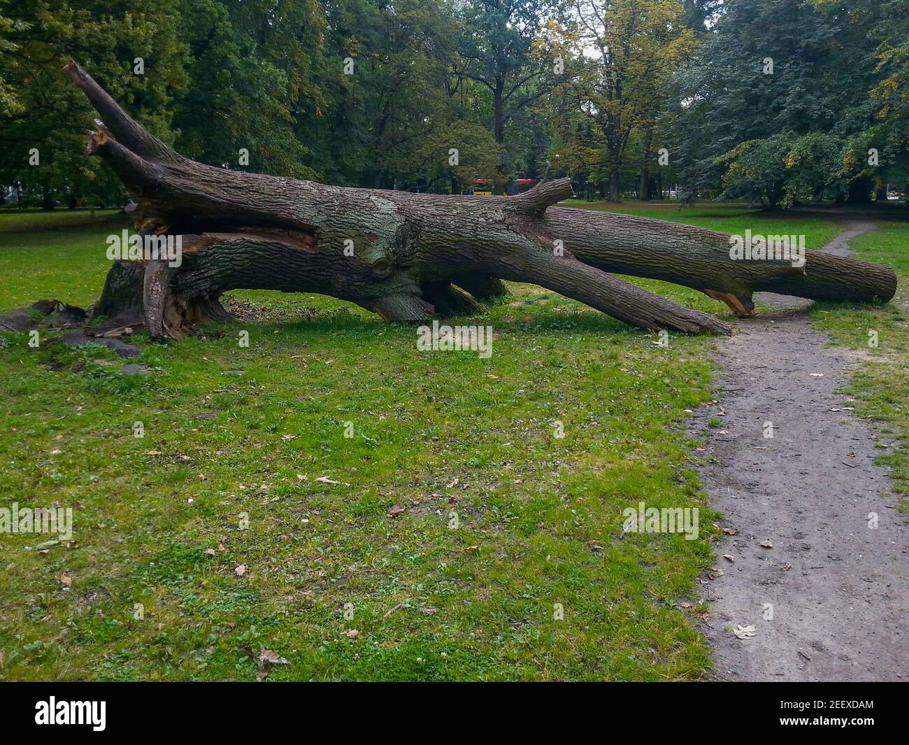 Fallen huge tree on path in south park in Wroclaw Stock Photo - Alamy