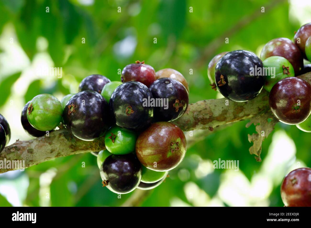 Myrciaria cauliflora hi-res stock photography and images - Alamy