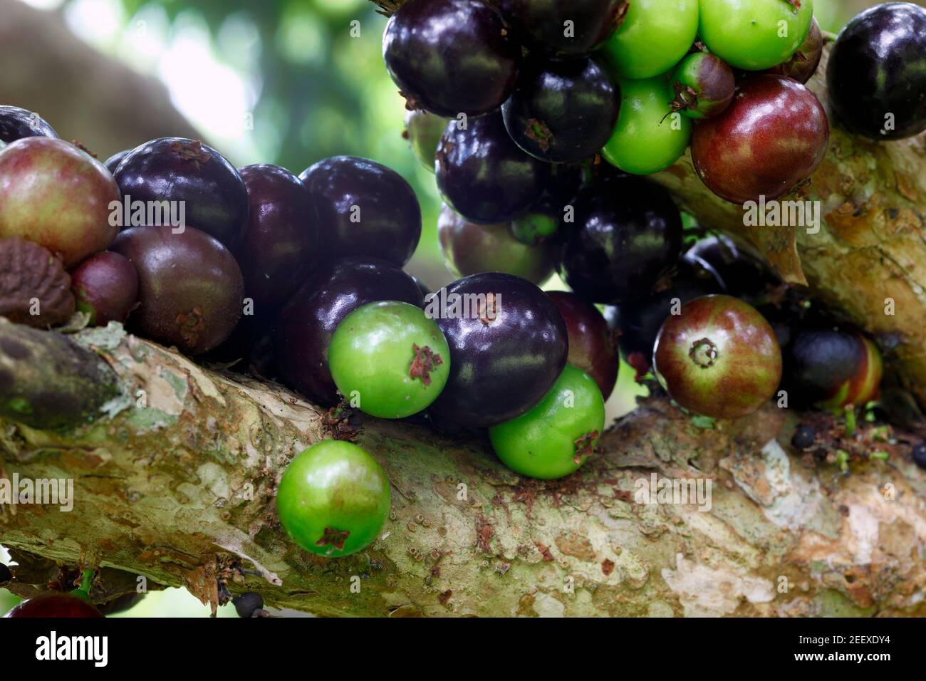 Jaboticaba flower hi-res stock photography and images - Alamy