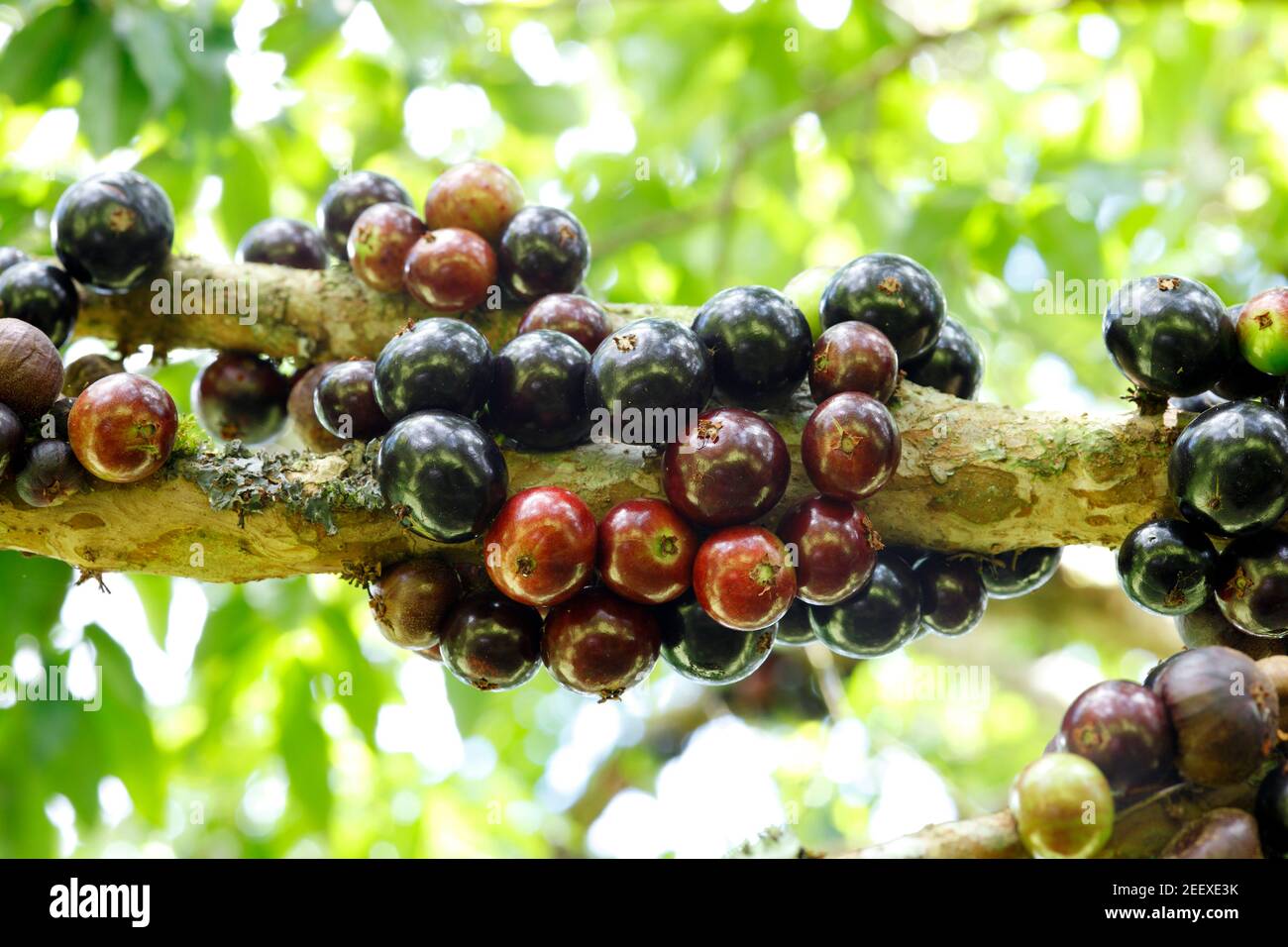 Ripe fruits jabuticaba native hi-res stock photography and images - Alamy
