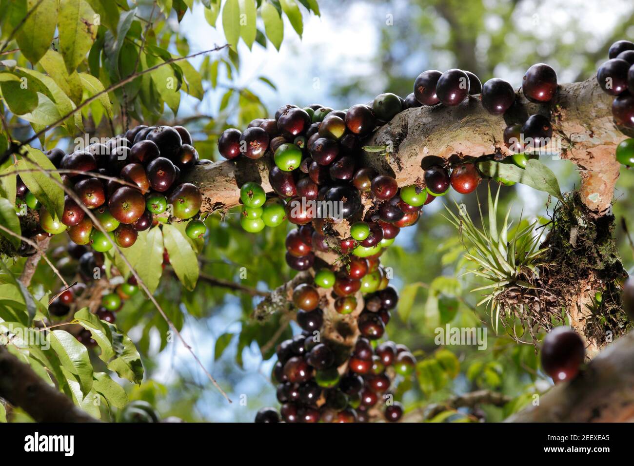 Jaboticaba flower hi-res stock photography and images - Alamy