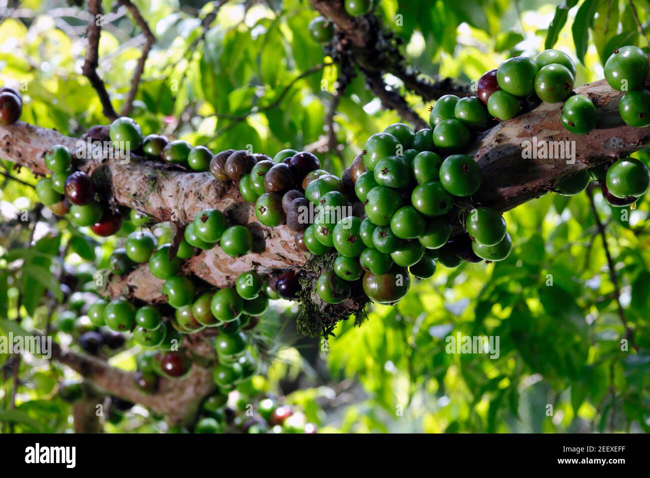 Jaboticaba flower hi-res stock photography and images - Alamy