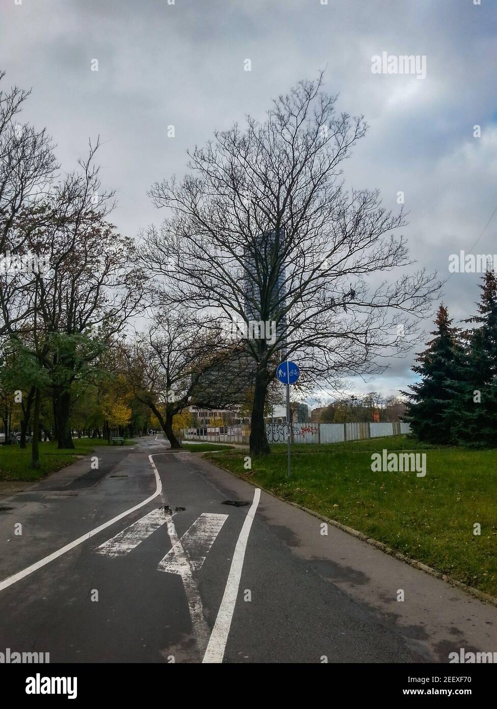 Tree without leaves at autumn morning Stock Photo - Alamy