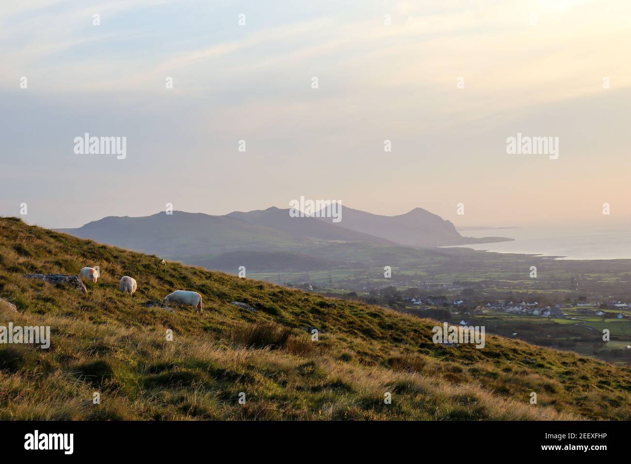 Sheep on mountain hill, Rhosgadfan, Moel Tryfan, Gwynedd, Snowdonia ...