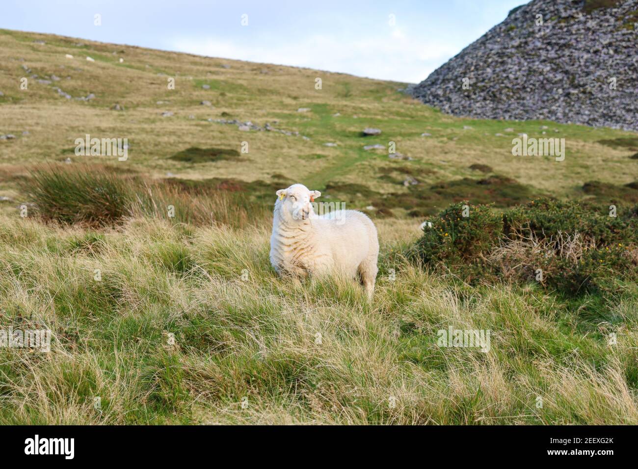 Sheep on mountain hill, Rhosgadfan, Moel Tryfan, Gwynedd, Snowdonia ...