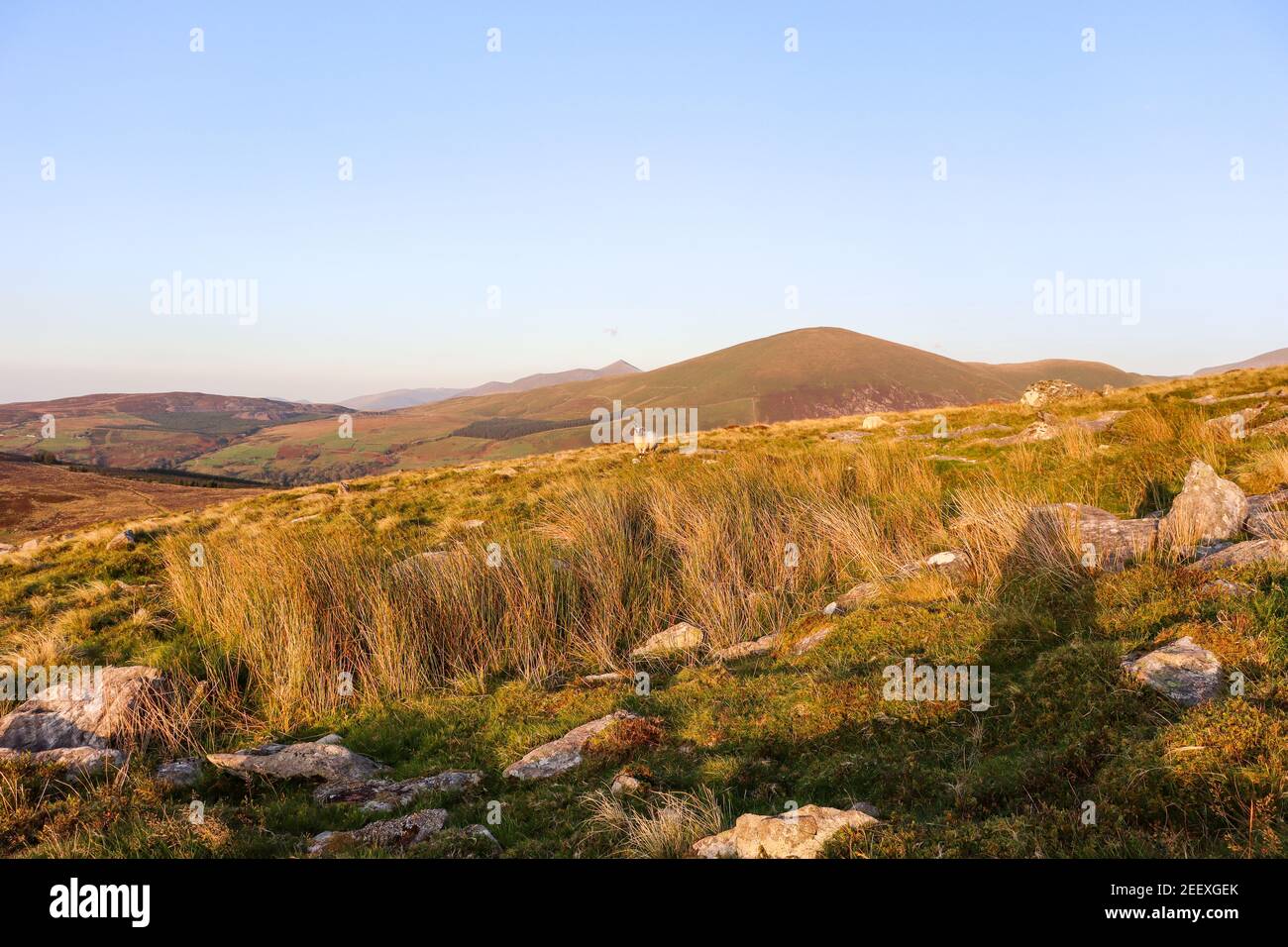 Sheep on mountain hill, Rhosgadfan, Moel Tryfan, Gwynedd, Snowdonia ...