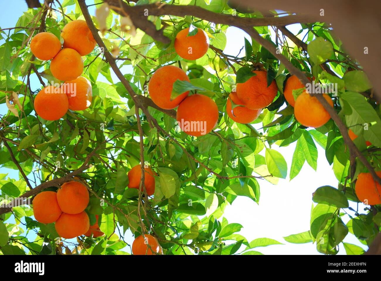 Orange tree in town centre, Taormina, Messina Province, Sicily, Italy ...