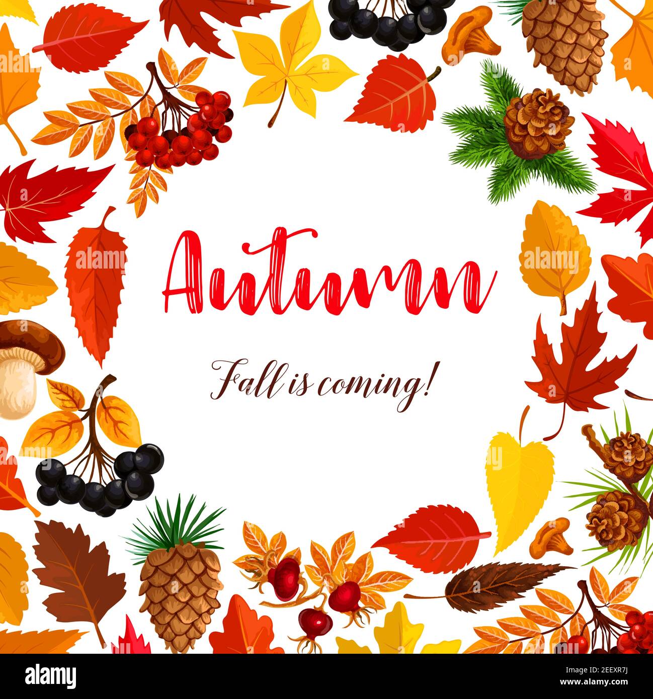 Birch tree mushroom Stock Vector Images - Alamy