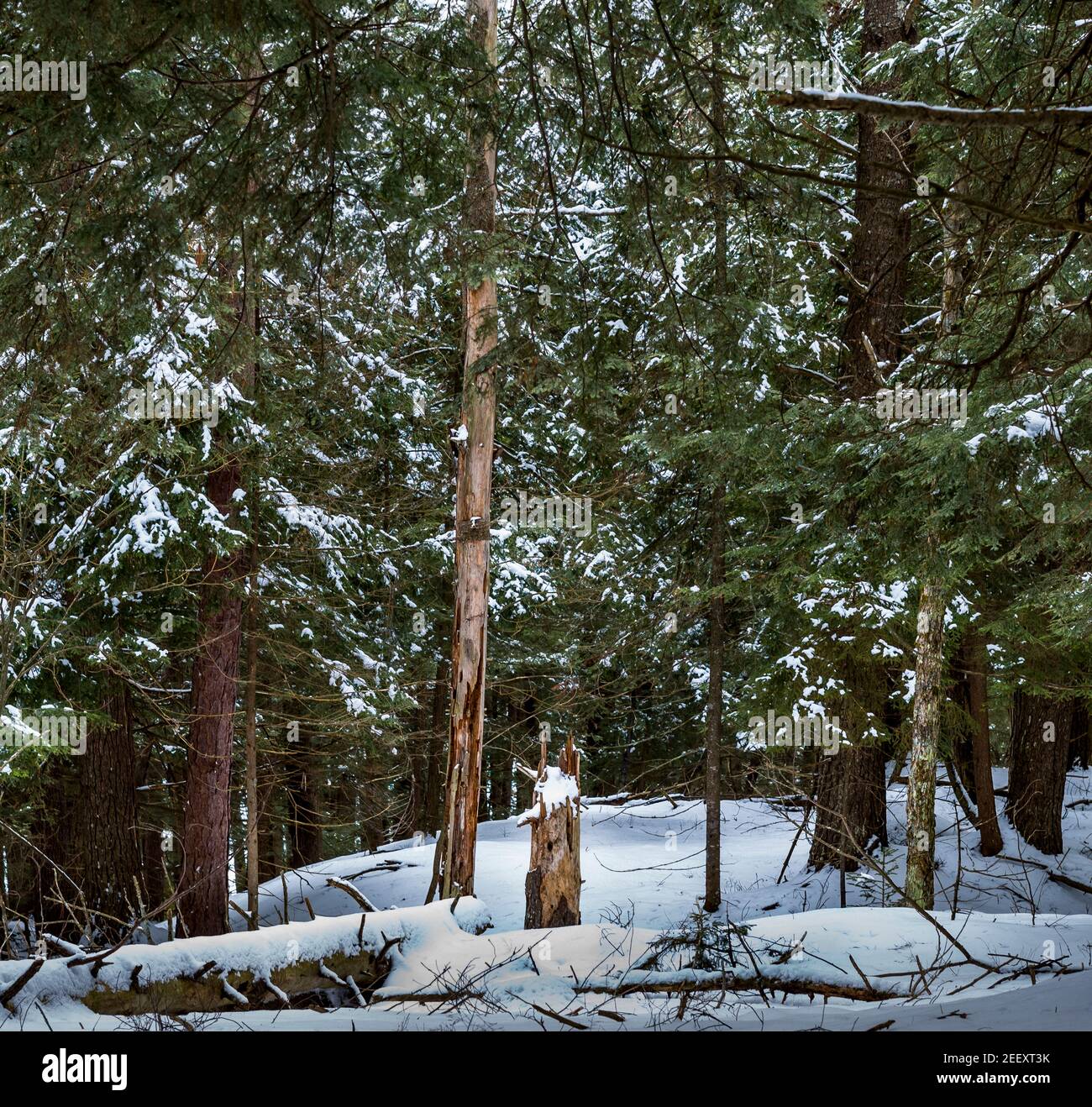 THE POINT LAKE SARANAC ADIRONDACKS NEW YORK USA Stock Photo - Alamy