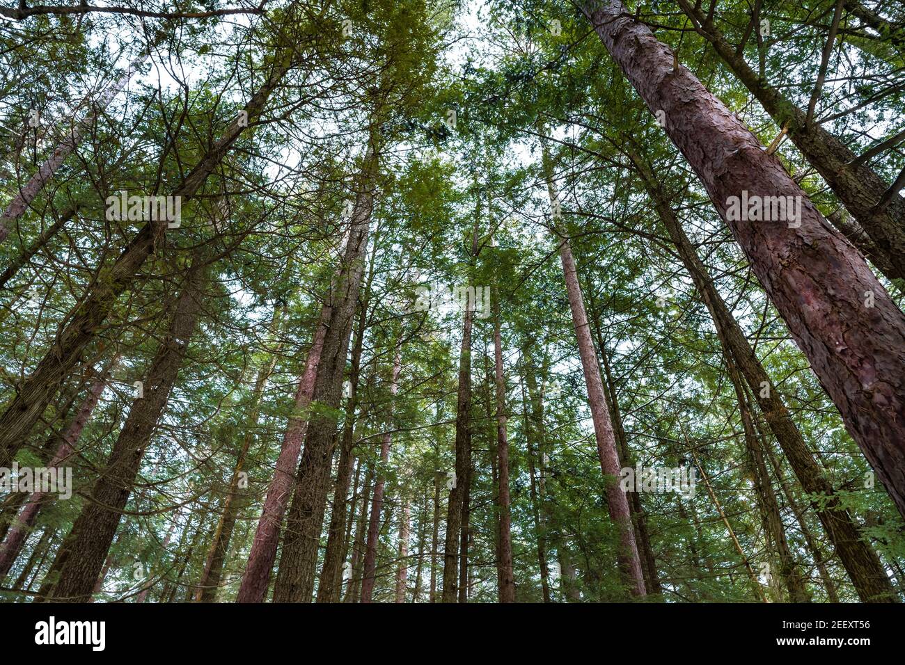 THE POINT LAKE SARANAC ADIRONDACKS NEW YORK USA Stock Photo - Alamy