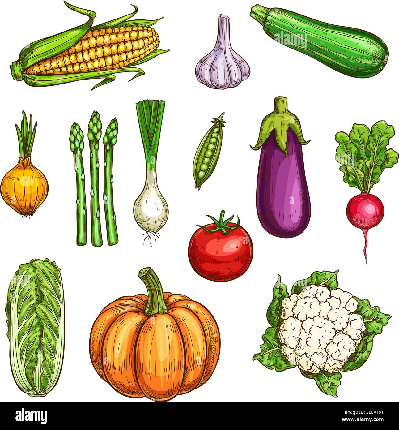 Vegetable sketches set of fresh farm veggies. Tomato, garlic and onion ...