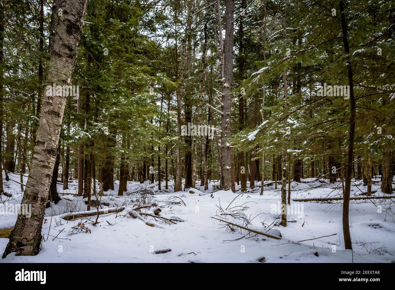 THE POINT LAKE SARANAC ADIRONDACKS NEW YORK USA Stock Photo - Alamy