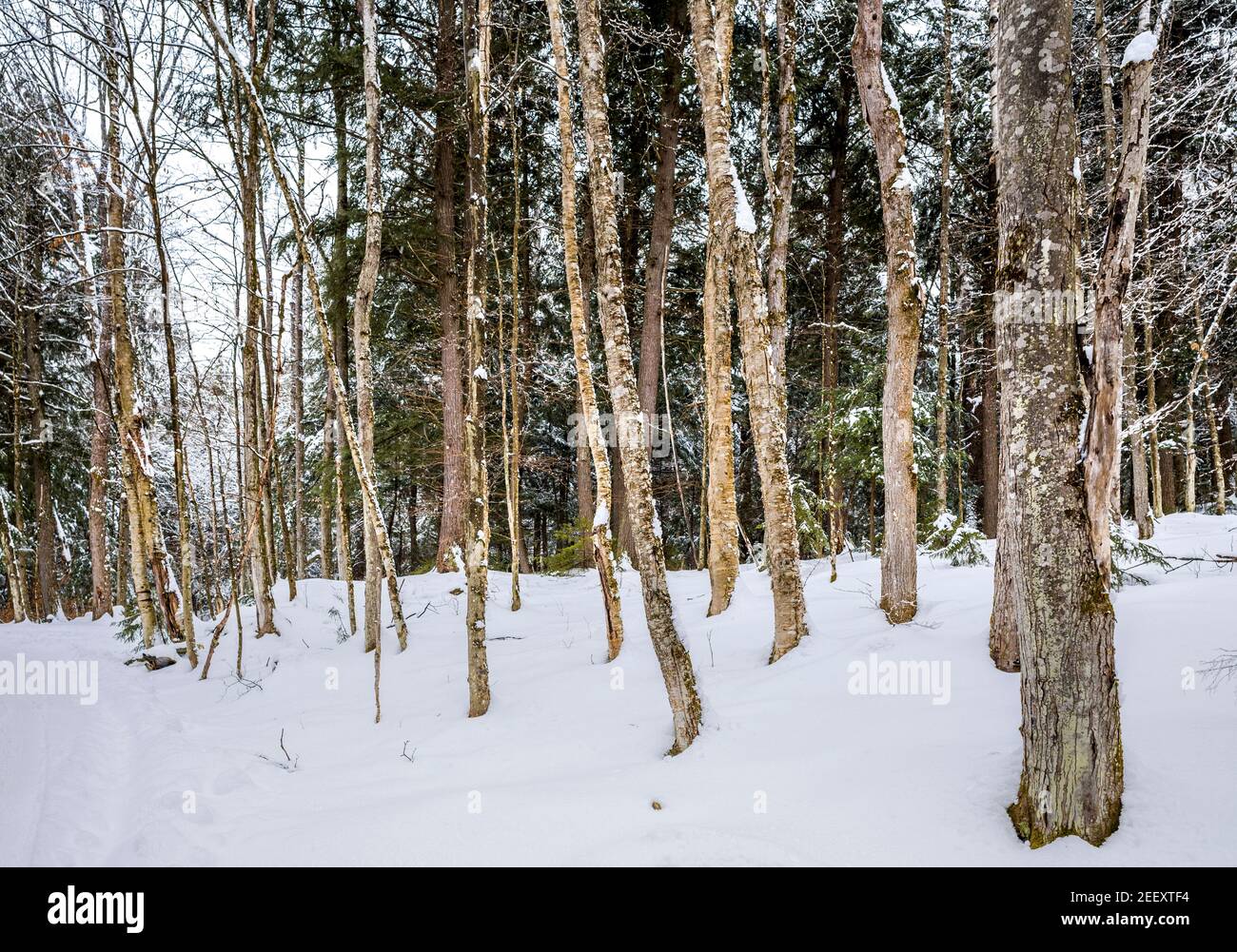 THE POINT LAKE SARANAC ADIRONDACKS NEW YORK USA Stock Photo - Alamy