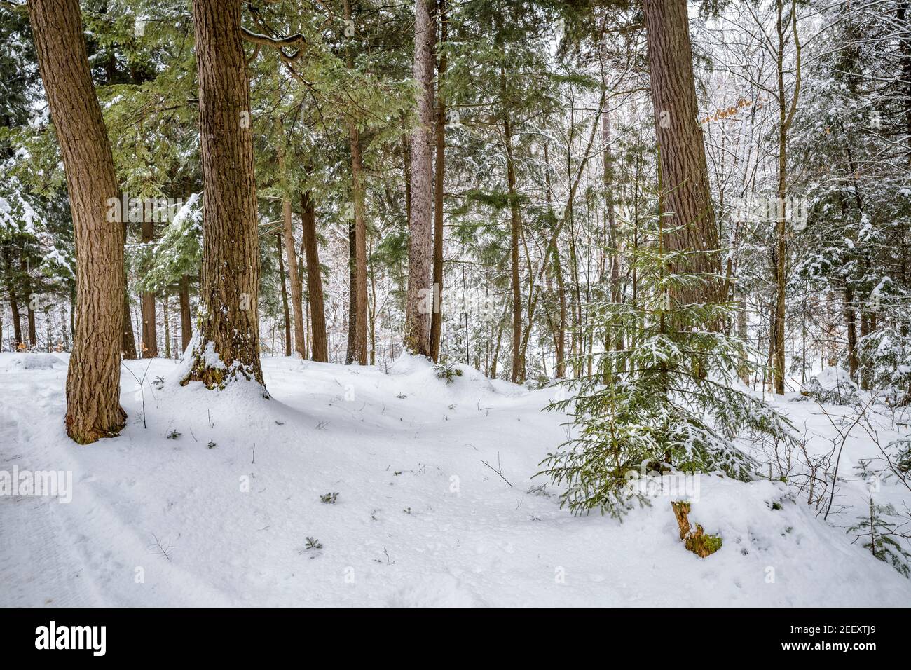 THE POINT LAKE SARANAC ADIRONDACKS NEW YORK USA Stock Photo - Alamy